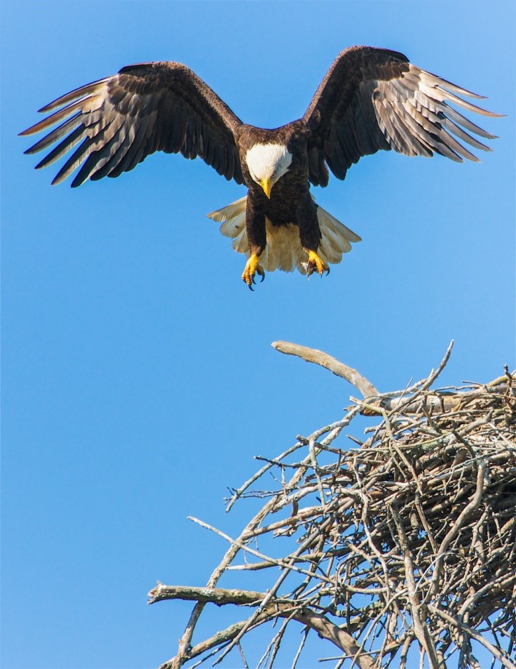 Wounded Eagle – clcouch123