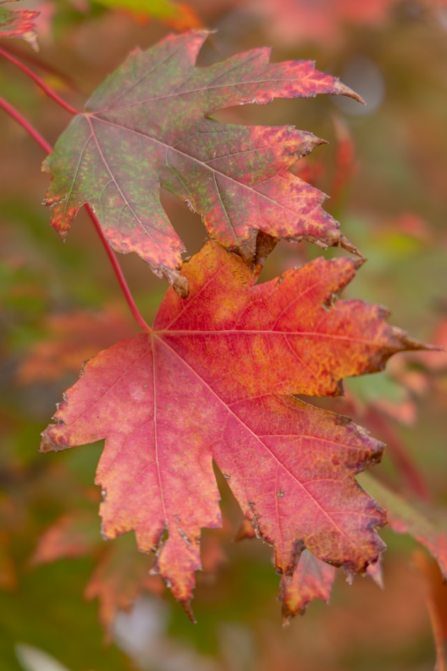 forward one red leaf – clcouch123