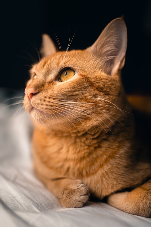 four more-or-less October poems – clcouch123