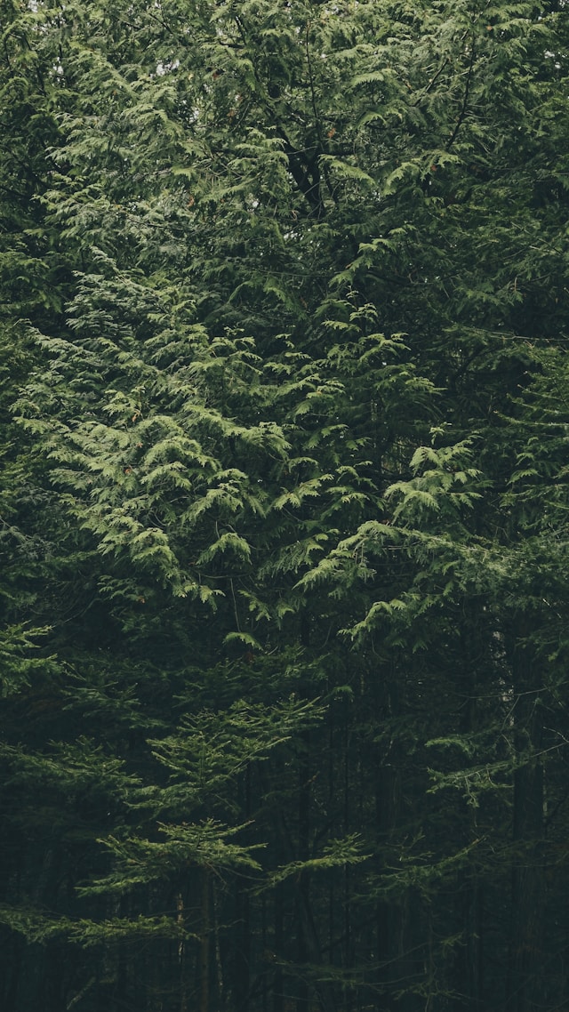 the green is greener – clcouch123